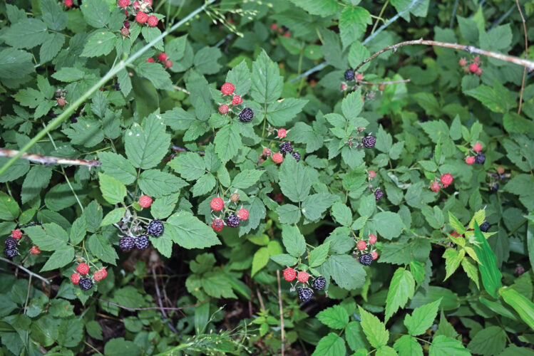 All About Rubus Berries - Grit